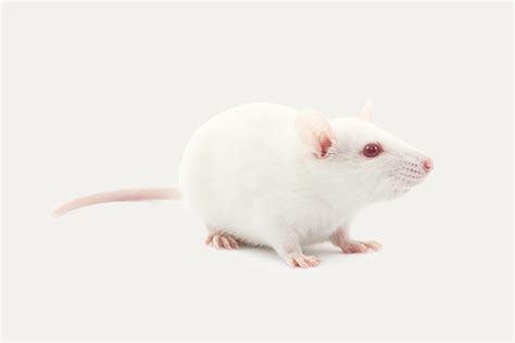 Sprague Dawley® Rat Janvier Labs