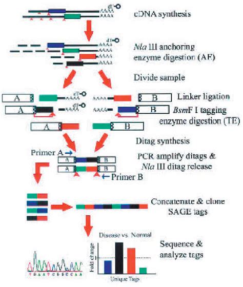 Figure 1 From What A Wise Sage Once Said About Gene Expression Semantic Scholar