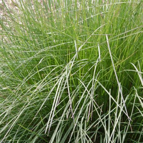 Muhly Grass Collection Plants Express