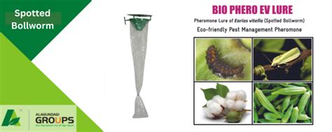Alagundagi Groups Spotted Bollworm
