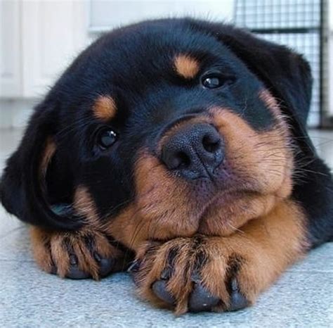 Rottweiler Puppies For Sale Wilmington Nc 330652