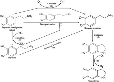 Oxidation Of Dopamine To Aminochrome Download Scientific Diagram