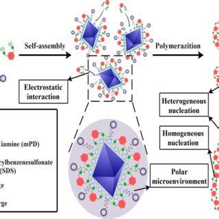 Illustration Of The Formation Of The Core Shell Structure Download Scientific Diagram