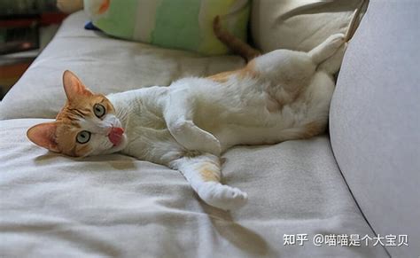 猫咪这几个行为，其实在向你“道歉”，很多人还不知道 知乎