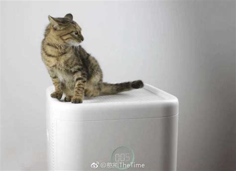 新中产的品质生活除了养猫 还需要一台畅呼吸智能空气净化器