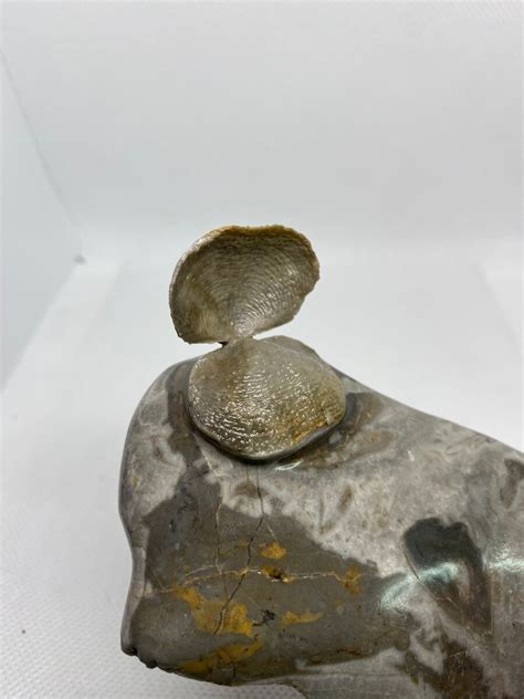 Productid Brachiopod Carboniferous The Fossil Forum