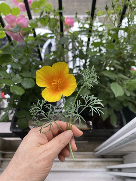 말린 녹차로 호지차 만드는 법｜효능과 물 대체 음용 팁