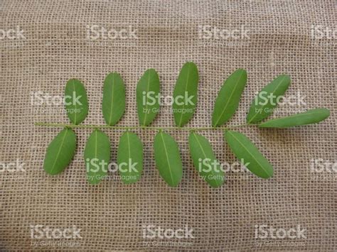 Tipuana Tipuana Tree Tiputree Tipu Tree Tipa Blanca Yellow Fotos De Alimentos Fotos