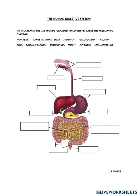 The Human Digestive System Worksheet Online Exercise For Live Worksheets