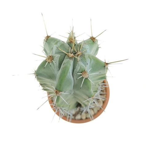 Lemaireocereus pruinosus 20 cm. | Cactaceae - Giromagi vendita piante ...