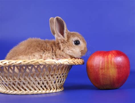 Decorative Red Cub Of A Rabbit I Stock Image Image Of Background Blue 16134191