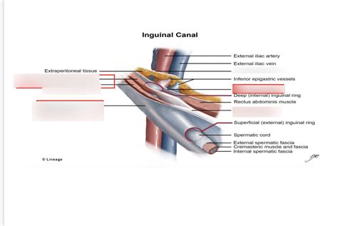 Inguinal Canal Diagram Quizlet