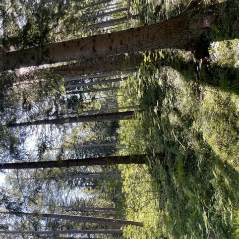 Demo Of Tree Instance Segmentation Dataset By Oregon State University