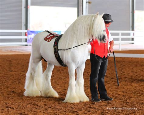 The Victorian Gypsy Cob Spectacular All Breeds Show Society