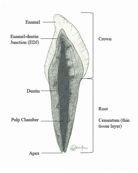 What Are Shovel Shaped Incisors At Charles Bolden Blog