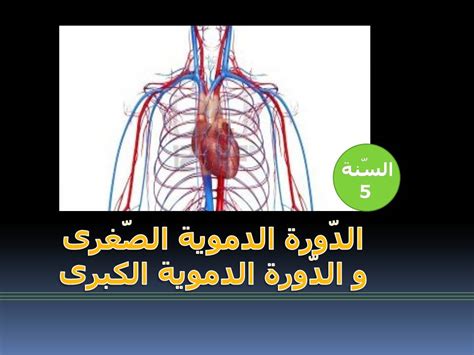 الدورة الدموية الصغرى و الدورة الدموية الكبرى و دور القلب في ضخ الدم