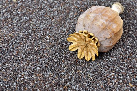 Blue Poppy Seeds Market Overview Mar 2024 Turkey Dalal Your Agent In Turkey