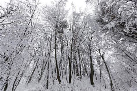 Trees Winter Stock Photos Images And Backgrounds For Free Download