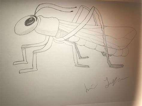 Drawing Of A Grasshopper On A Wall
