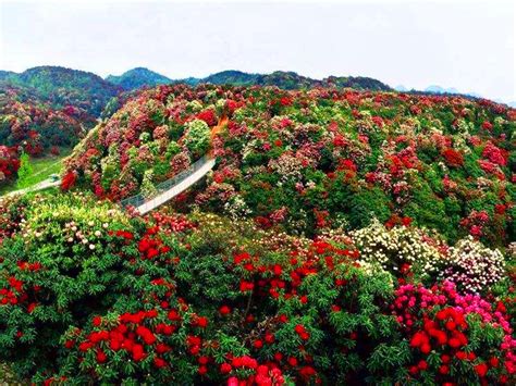 百里杜鹃景区介绍 百里鹃风景区介绍 百里鹃风景名胜区 第12页 大山谷图库