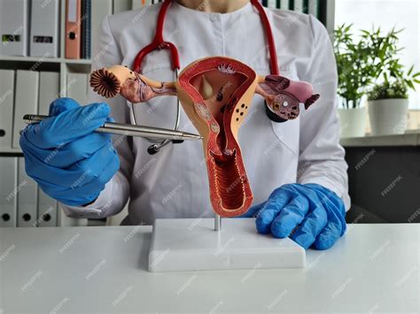 El Ginecólogo Muestra Un Bolígrafo Sobre Un Modelo Plástico Y Un Primer Plano De Los Ovarios
