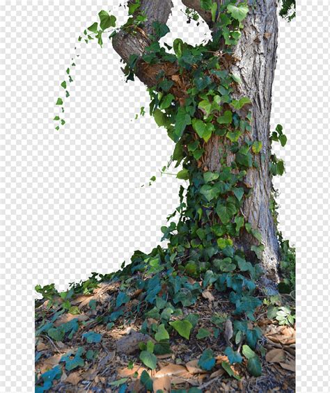 Trees Trees Tree Withered Png PNGWing