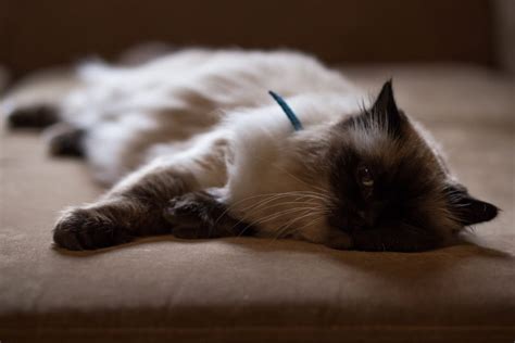 Lazy Cat Freestocks Org Free Stock Photo