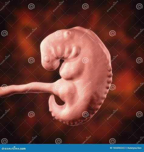Pregnancy 4 Weeks Embryo Stock Illustration Illustration Of