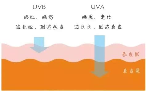 Uva 紫外线 皮肤 第2页 大山谷图库