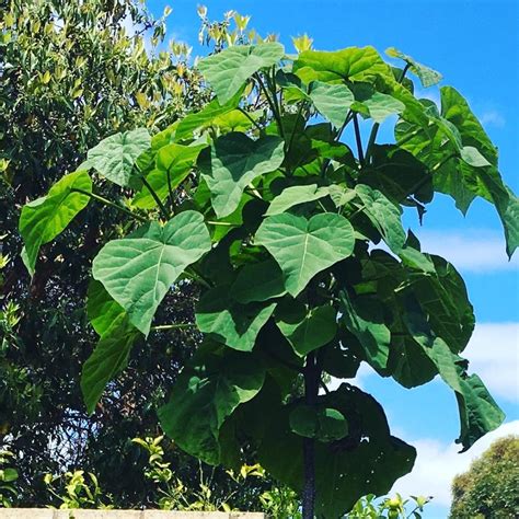 ხეების სახეობები Genia Ge