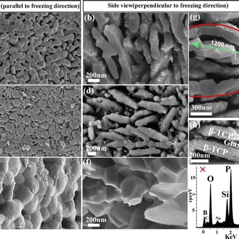 Sem Images From A B Top And Side Parts Of Sintered β Tcp0 Wt Bgn