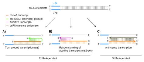 Understanding And Overcoming The Immune Response From Synthetic MRNAs