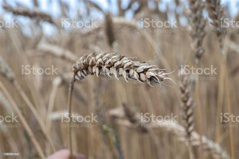 여름에는 노란 밀밭과 푸른 하늘 우크라이나 어 플래그의 색상 0명에 대한 스톡 사진 및 기타 이미지 0명 건조한 경관 Istock