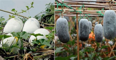 Growing Ash Gourd Guide How To Grow Ash Gourd 40 Off