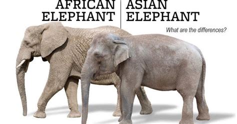 The Difference Between African And Asian Elephants CUSTOMER And CLIENT