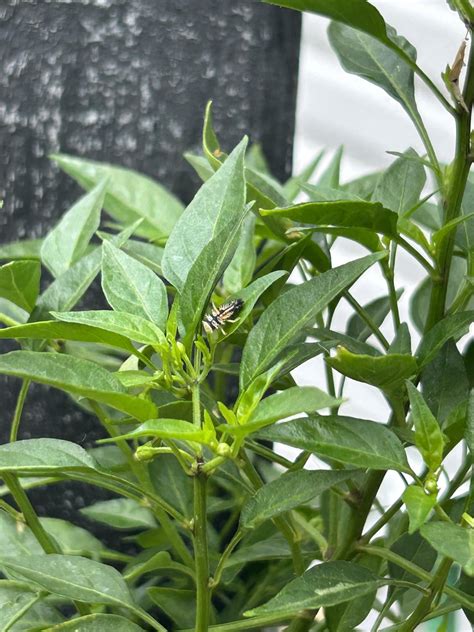 Bug Identification R Gardening