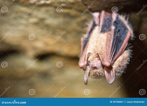 Tri Colored Bat Stock Image Image Of Area Dark Eastern 39700851