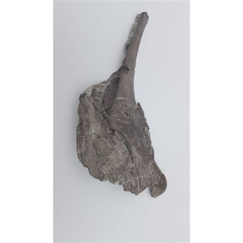 Hypacrosaurus Hypacrosaurus 3