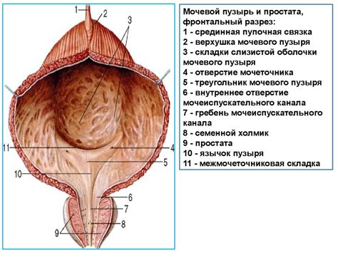 Анатомия человека Мочеобразующая система Online Presentation