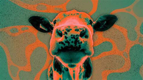Americas Dairy Cows Could Soon Have A Less Toxic Effect On The Climate