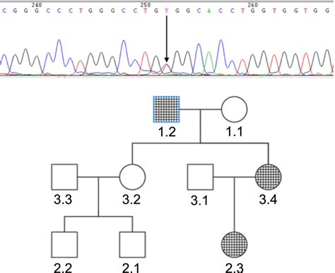 A Heterozygous Missense Mutation Identified In A Proband Her Father Download Scientific