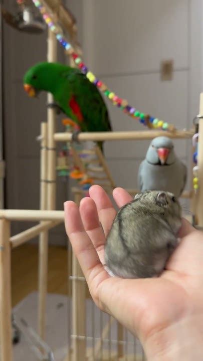 뉴기니아 목도리앵무 정글리안햄스터🐭🦜🦜 Youtube