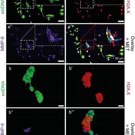 Protein And Extracellular DNA Complexes Are Present In The Structure Of Download Scientific