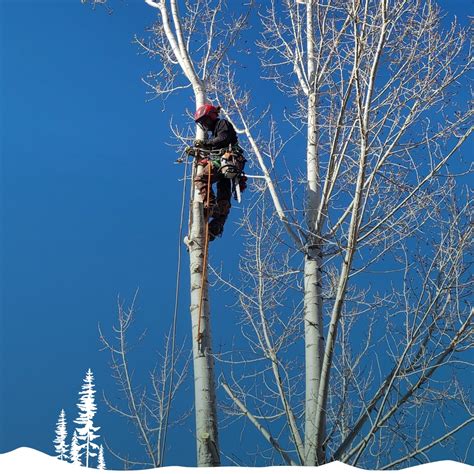 Tree Trimming Precision Lawn And Timber