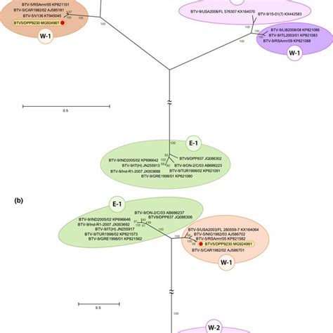 Maximum Likelihood Phylogenetic Tree Showing The Relationships Of