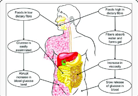 Dietary Fiber And Sugar At Harry Leslie Blog