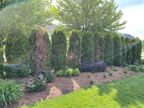 Disease Spotlight Phytophthora Root Rot Homer Companies