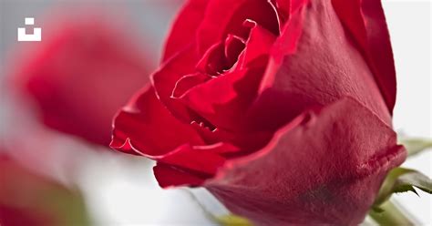 꽃병에 담긴 빨간 장미의 클로즈업 사진 Unsplash의 무료 장미 이미지