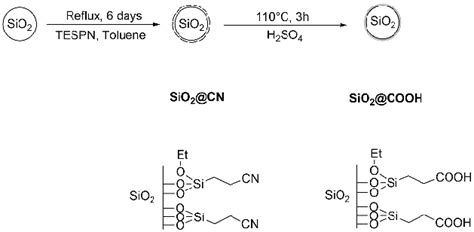 Synthetic Pathway Of The Functionalized Sio2 Nanoparticles Download