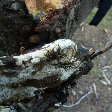 Ochre Cushion Trichoderma Pulvinatum Mushroom Identification Habitat And Uses